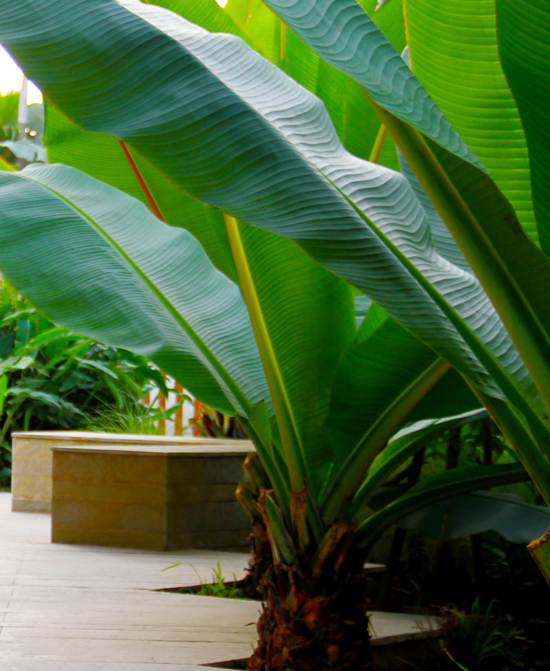 Temple Trees – Alekhya Homes